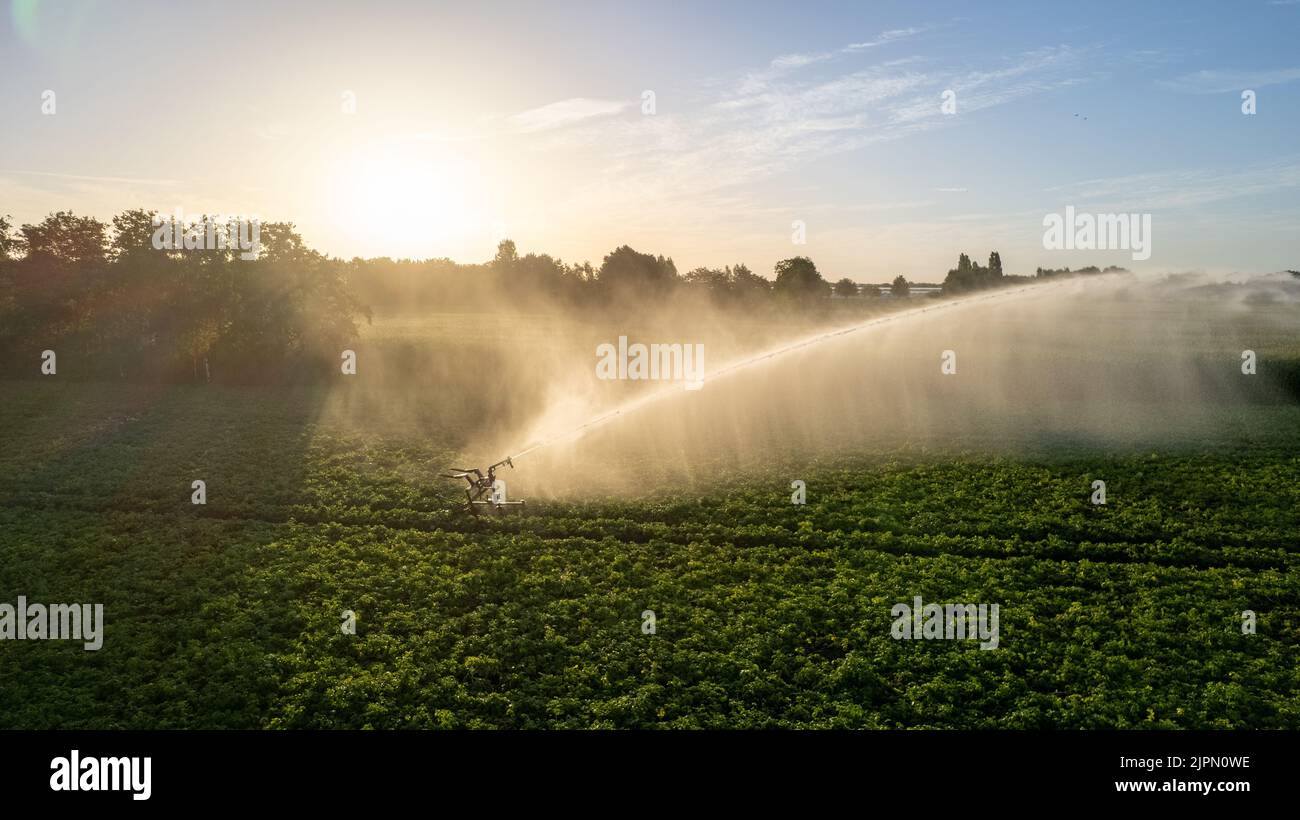 Aerial view by a drone of a agriculture field being irrigated by a ...