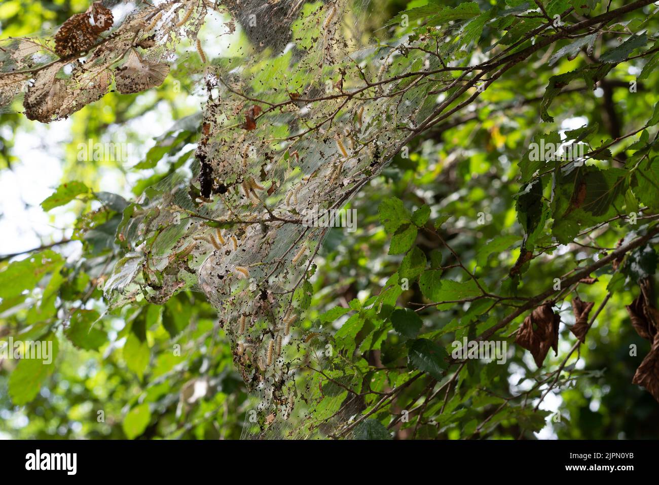 Caterpillars on eaten leaves hi-res stock photography and images - Alamy