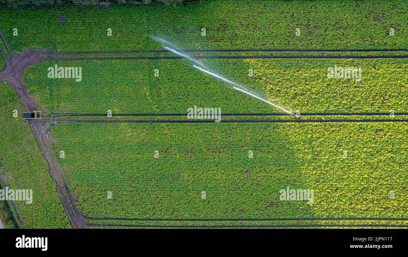 Aerial view by a drone of a agriculture field being irrigated by a ...