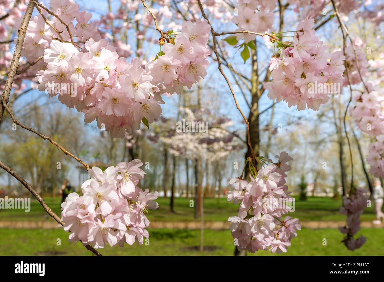 Beautiful branches of pink Cherry blossoms on the tree under blue sky ...