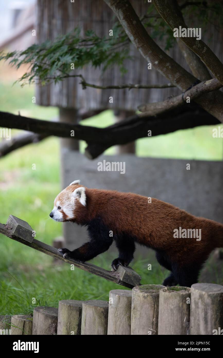 Panda standing tree hi-res stock photography and images - Alamy