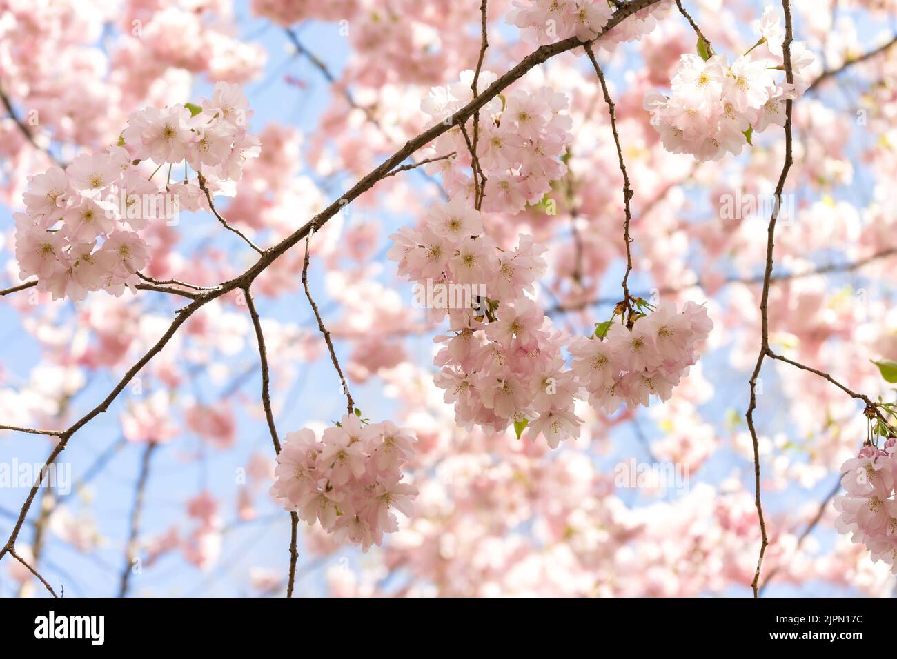 Beautiful branches of pink Cherry blossoms on the tree under blue sky ...