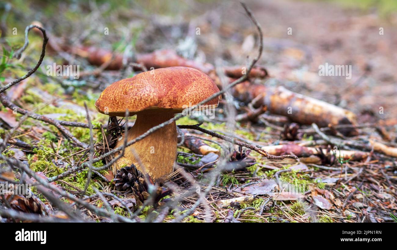 One brown mushroom growing in the green mossy forest Stock Photo - Alamy