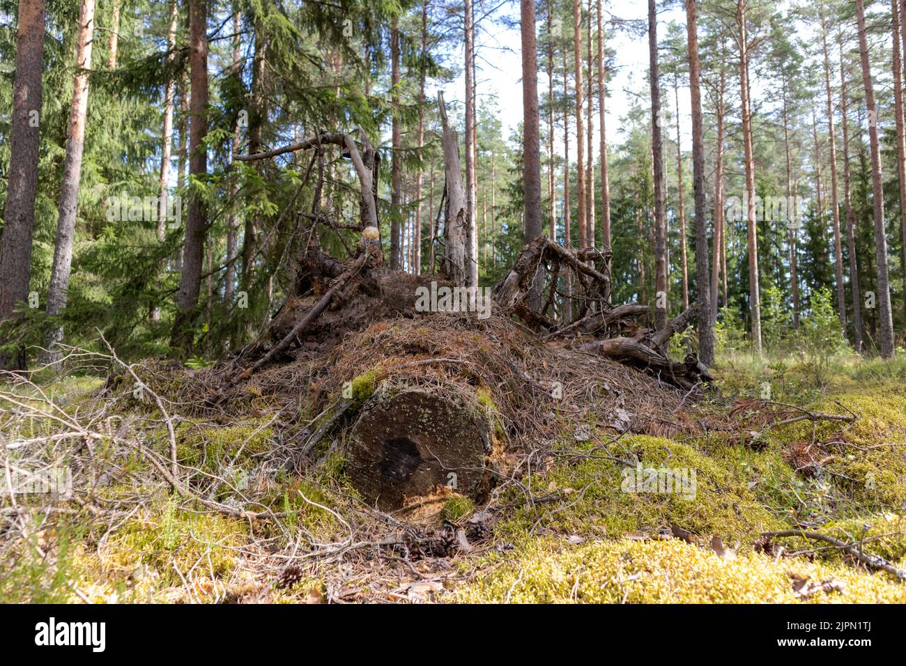 Many old trees broken in the green forest Stock Photo - Alamy
