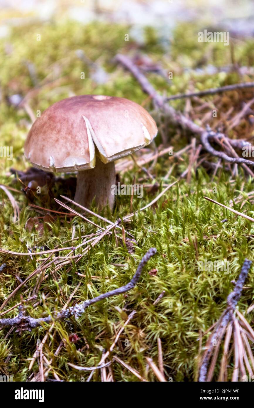 A brown mushroom in the dark green forest Stock Photo - Alamy