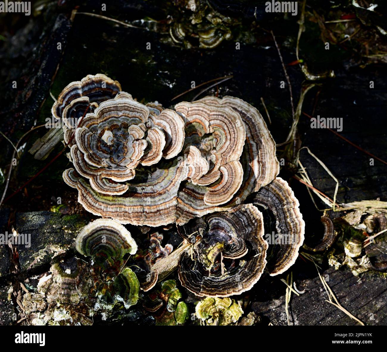 Decay rot fungus hi-res stock photography and images - Alamy
