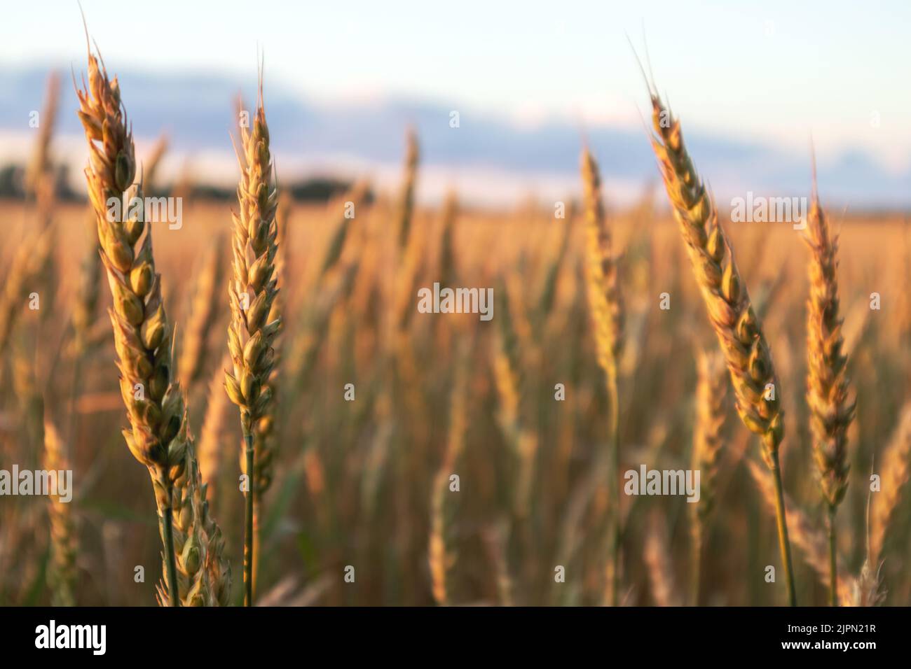 Yellow corn field in the evening sunset with white and blue clouds in ...
