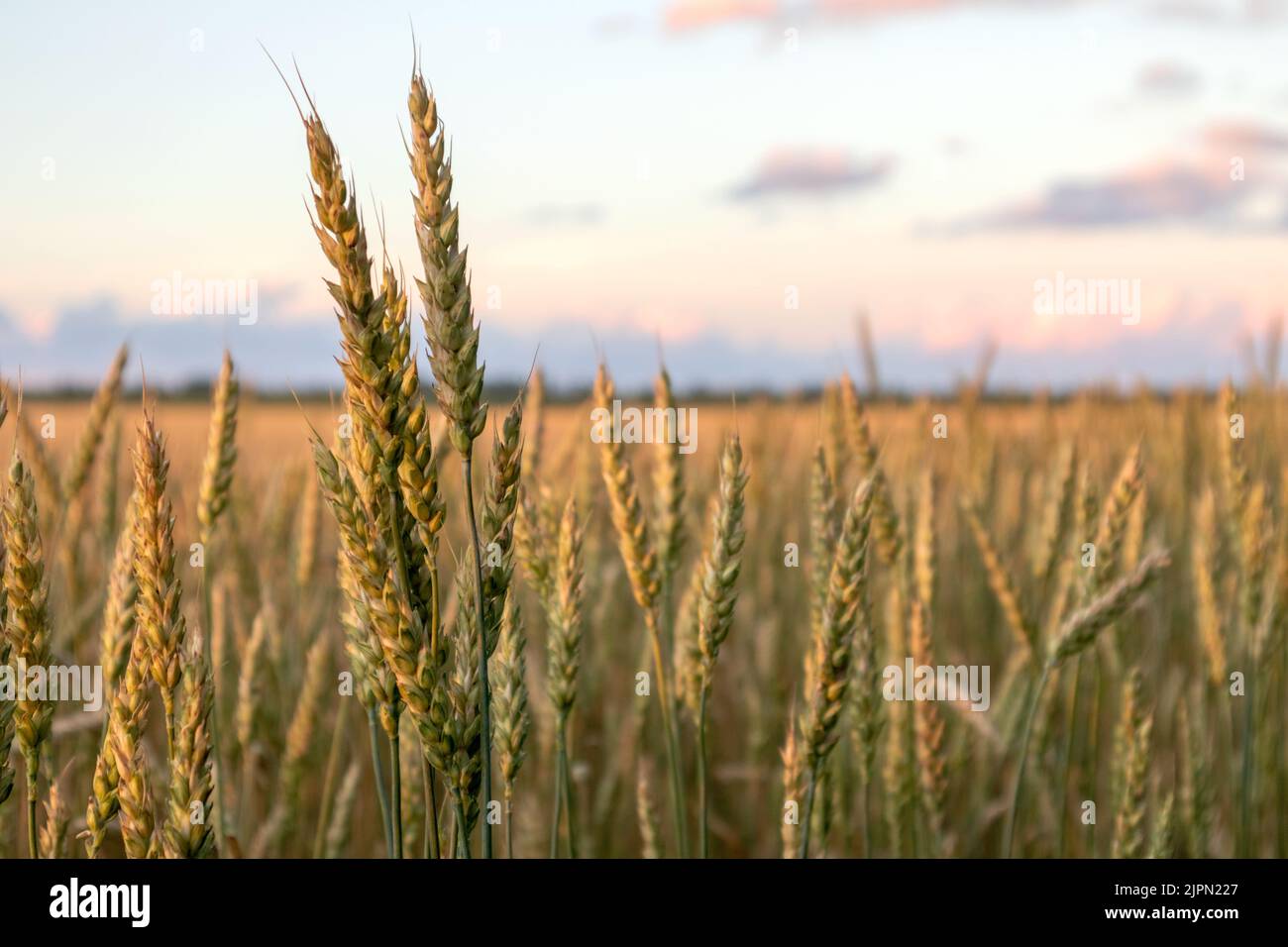 Yellow corn field in the evening sunset with white and blue clouds in ...