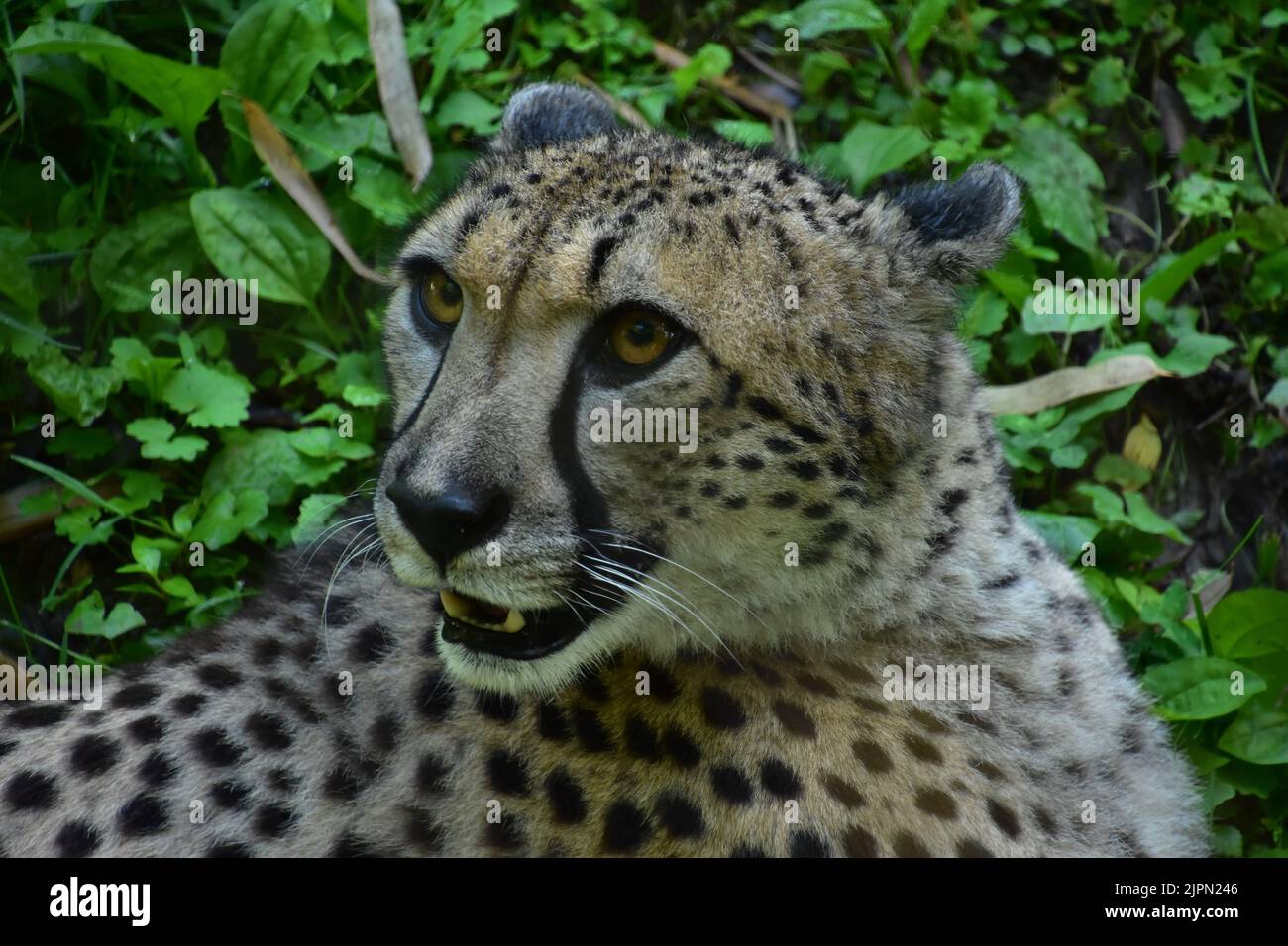 Black striking markings and spots on a silky coated cheetah Stock Photo ...