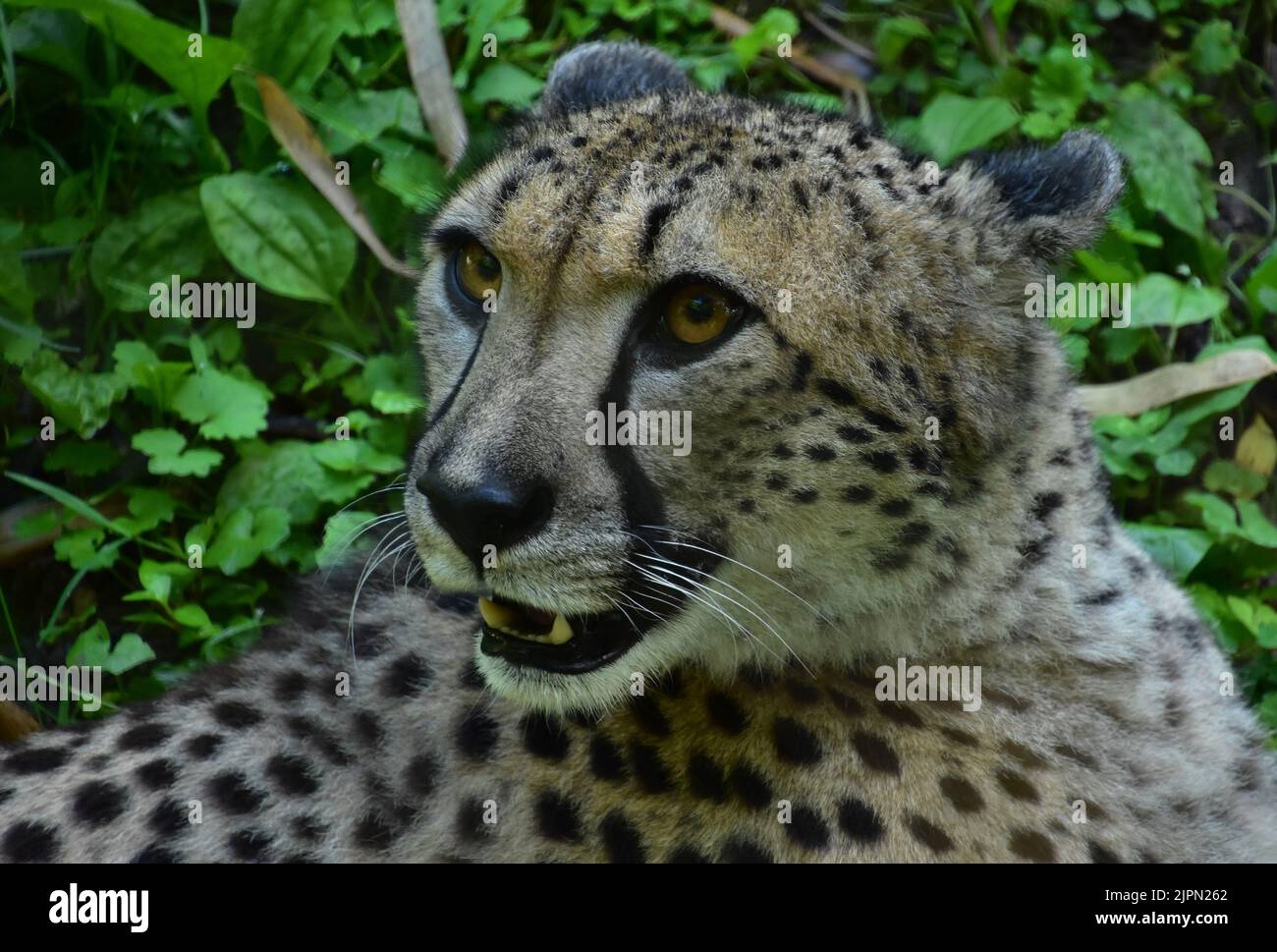 Glaring snarling and growling wild angry cheetah cat after his prey ...