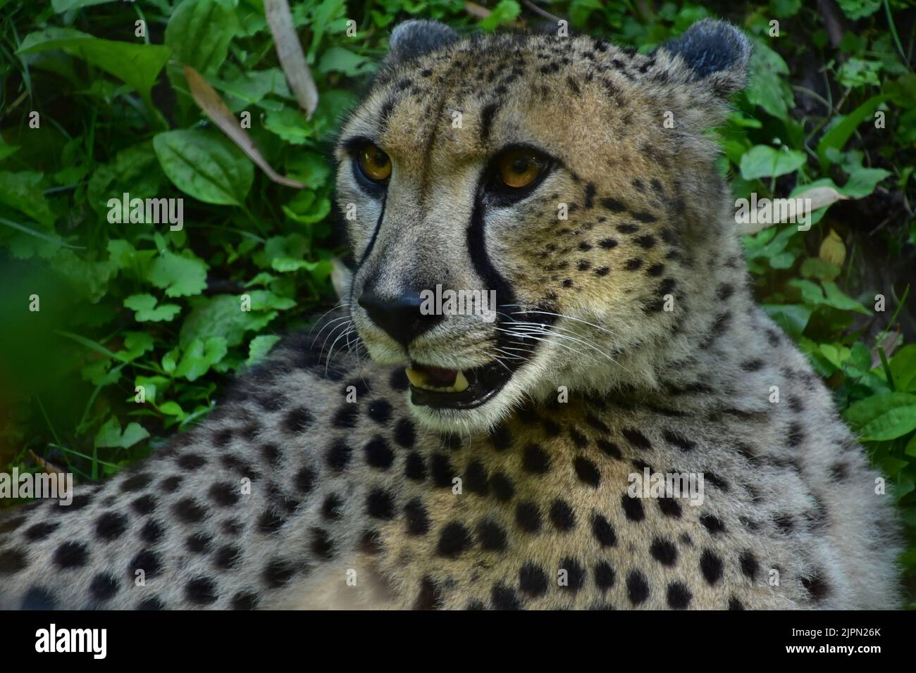 Angry spotted cheetah looking angry with his mouth slightly open Stock ...