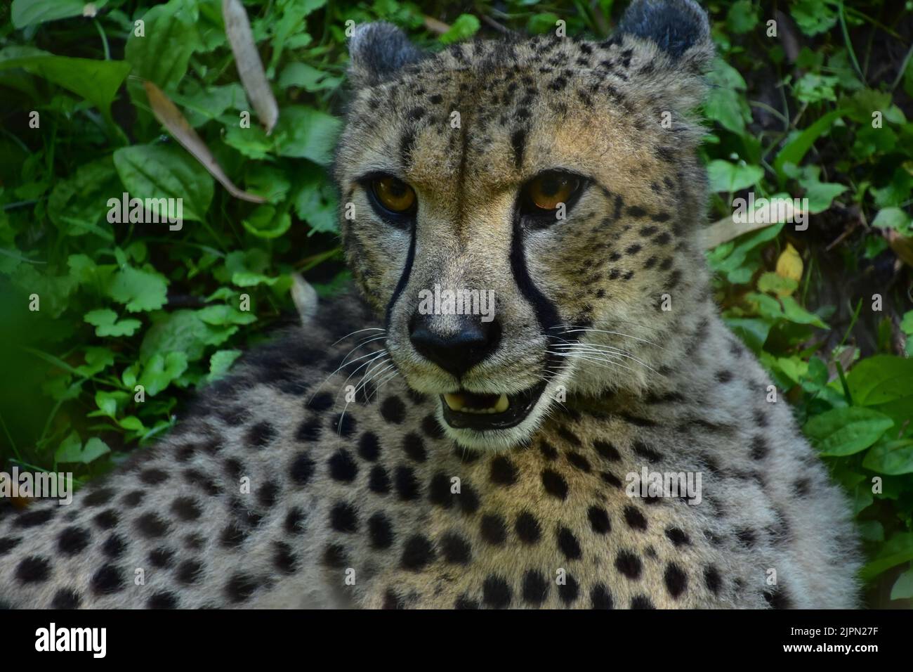 Spotted cheetah cat with his ears pulled back due to agitation Stock ...