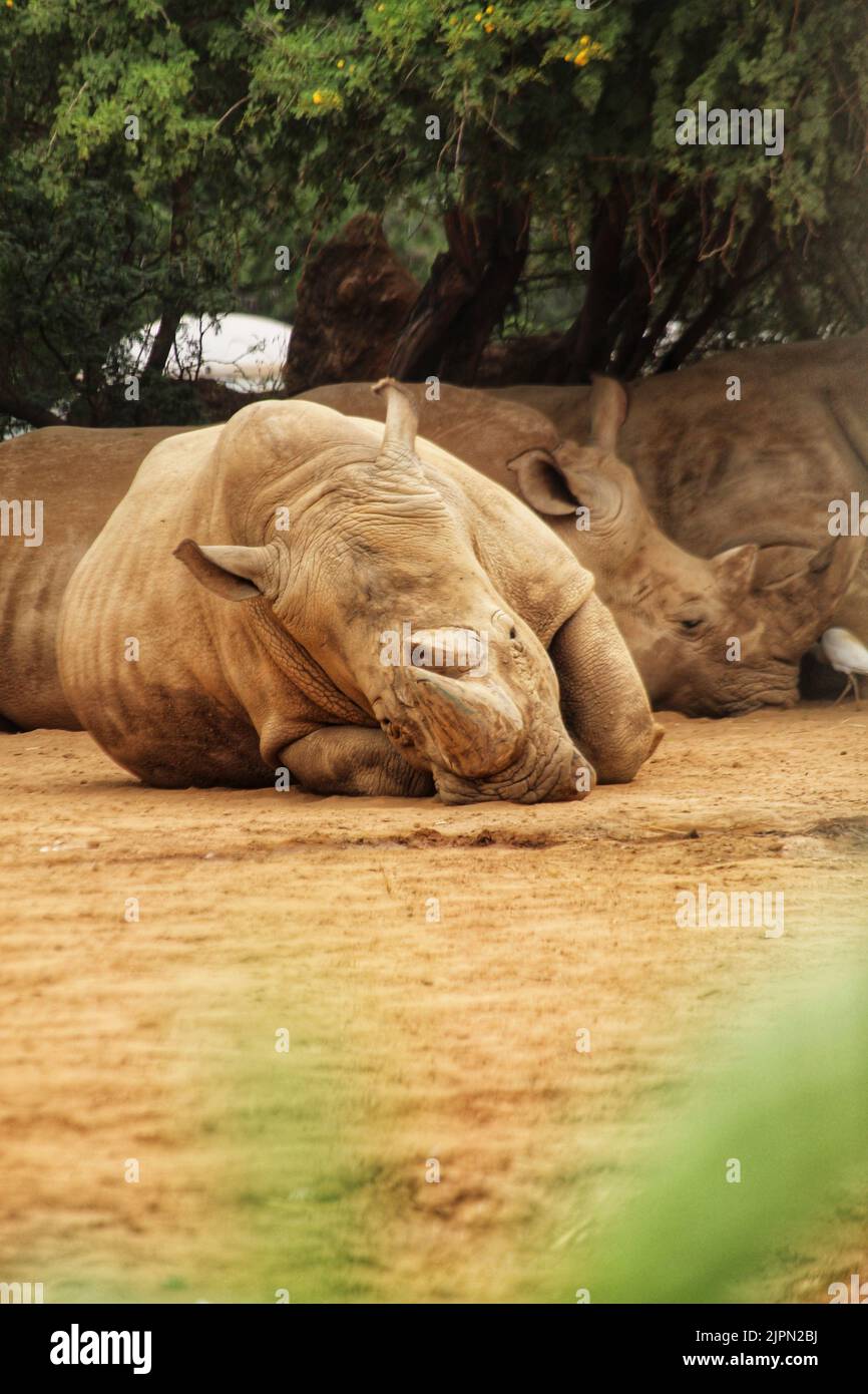 Sleeping rhinos hi-res stock photography and images - Alamy