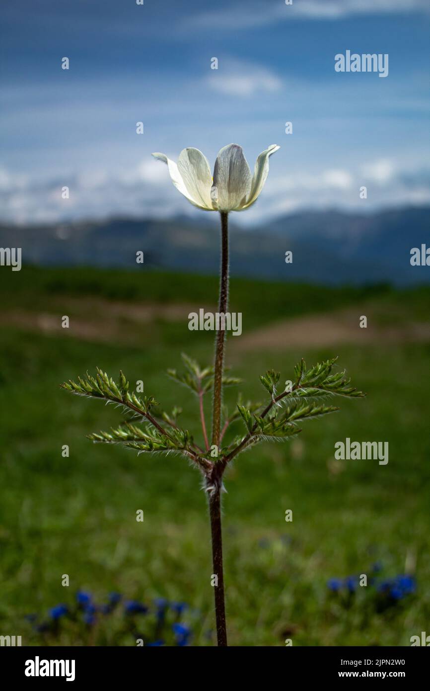 A vertical shot of a beautiful snowdrop anemone (Anemonoides sylvestris ...