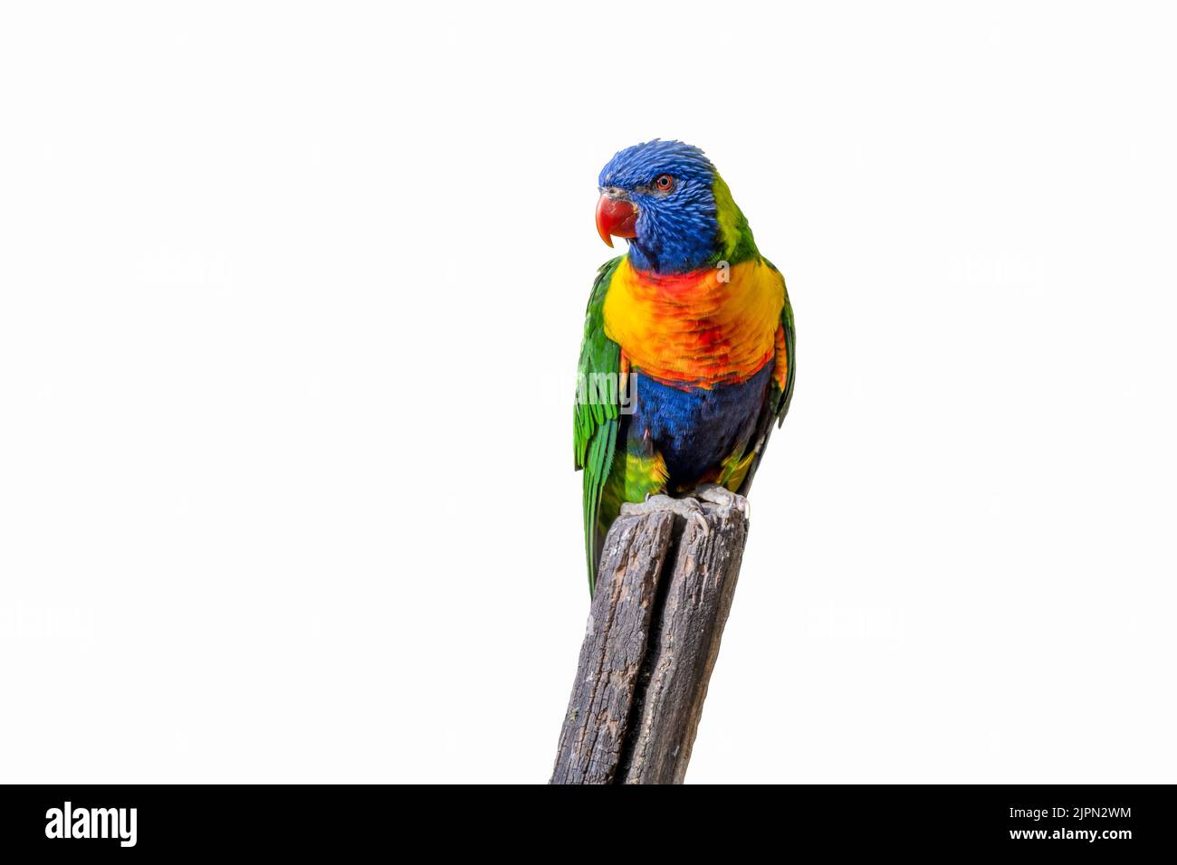 Rainbow Lorikeet - colourful parrot from Australia Stock Photo - Alamy
