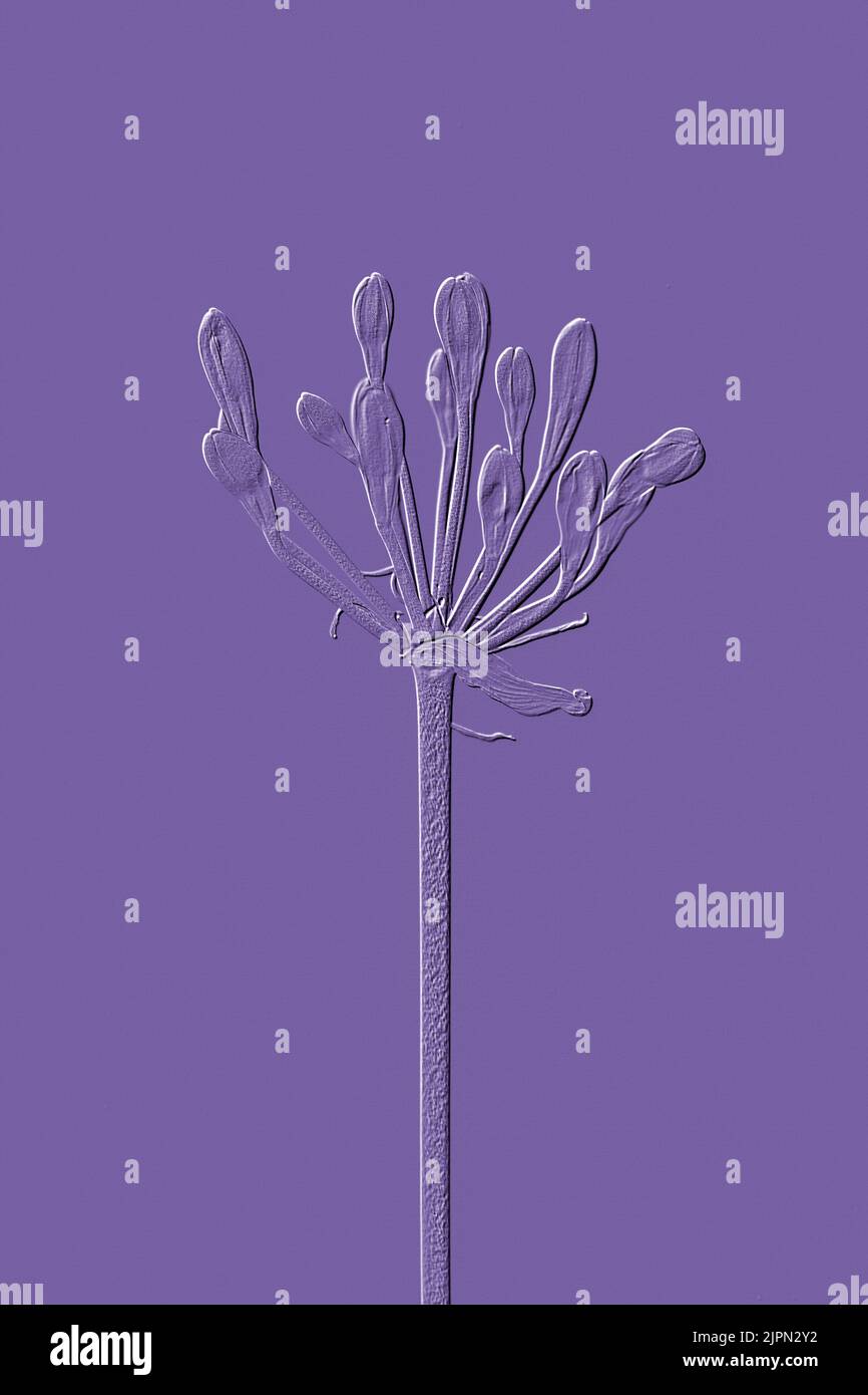 Digitally embossed image of a Agapanthus Brilliant Blue bud Stock Photo ...