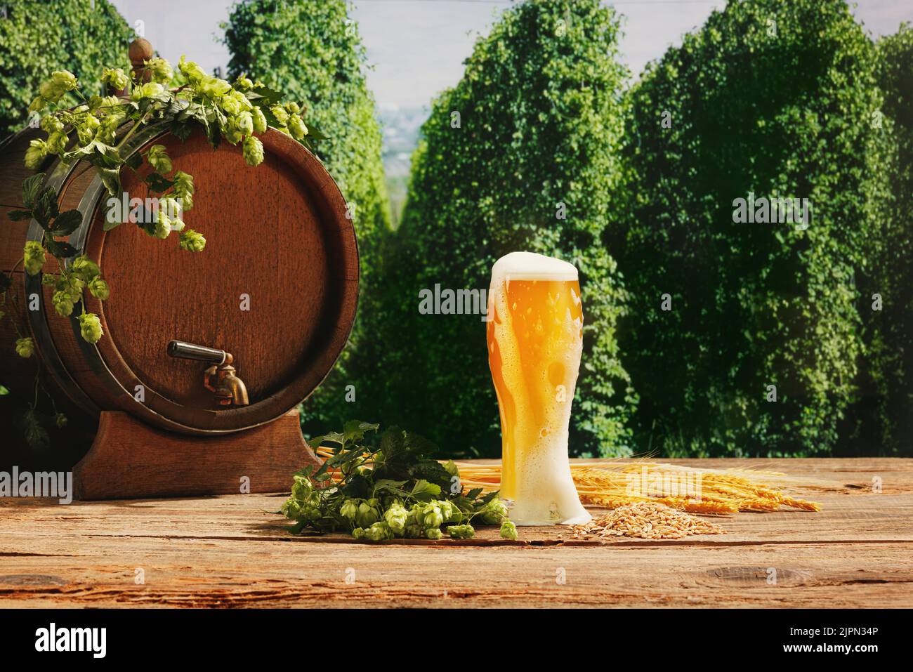 Composition with beer barrel and beer glasses with wheat and hops on ...