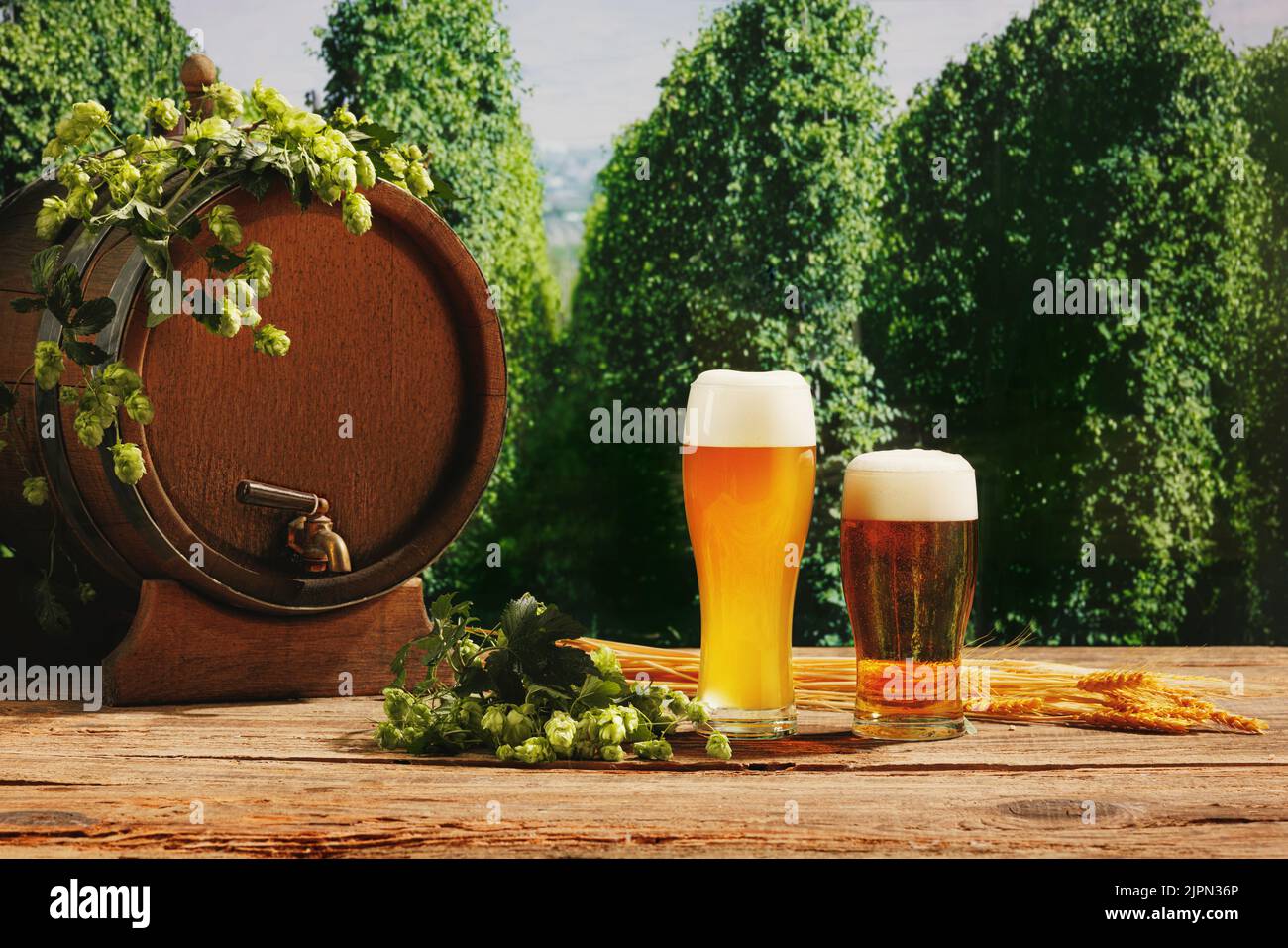 Vintage beer barrel and glasses with frothy beer, wheat and hops on ...