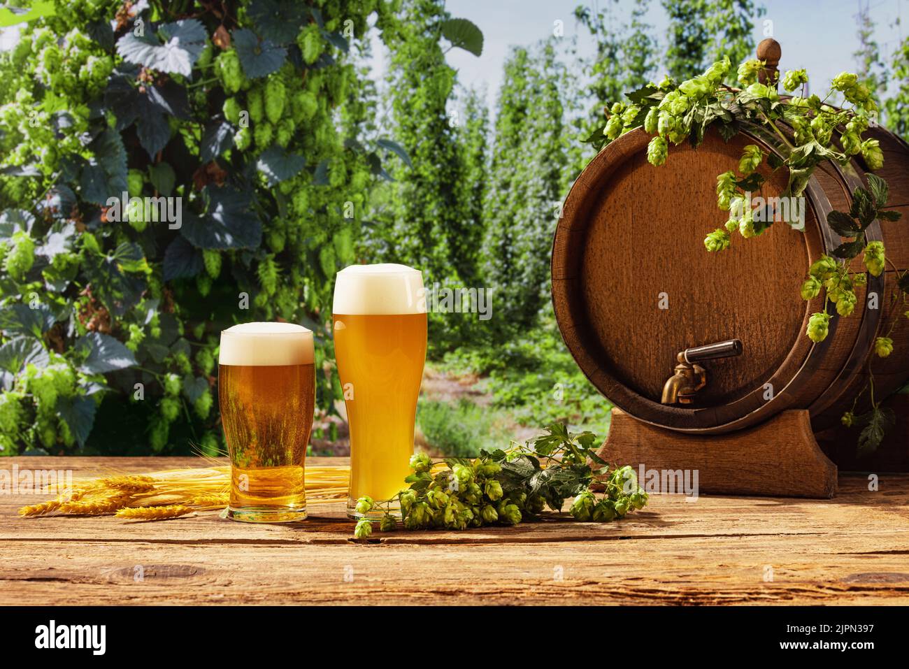 Composition with beer barrel and beer glasses with wheat and hops on ...