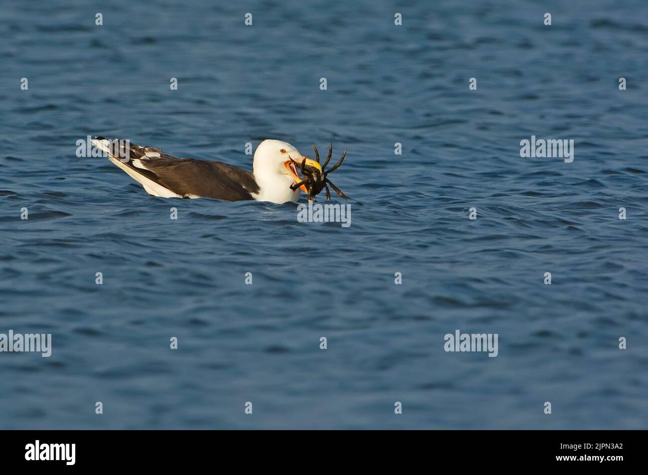 Adult great black-backed gull - largest gull in the world Stock Photo ...