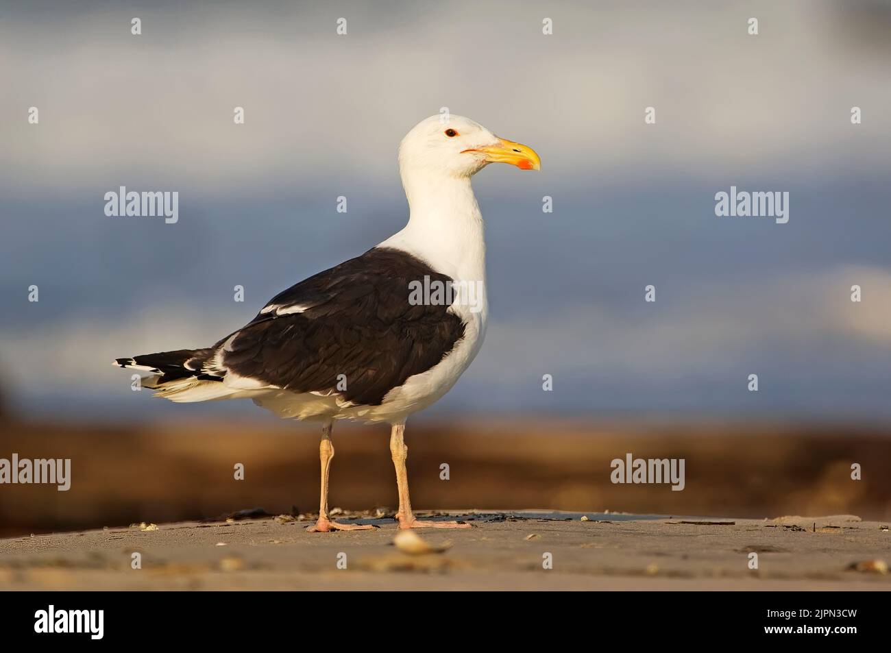 Adult great black-backed gull - largest gull in the world Stock Photo ...