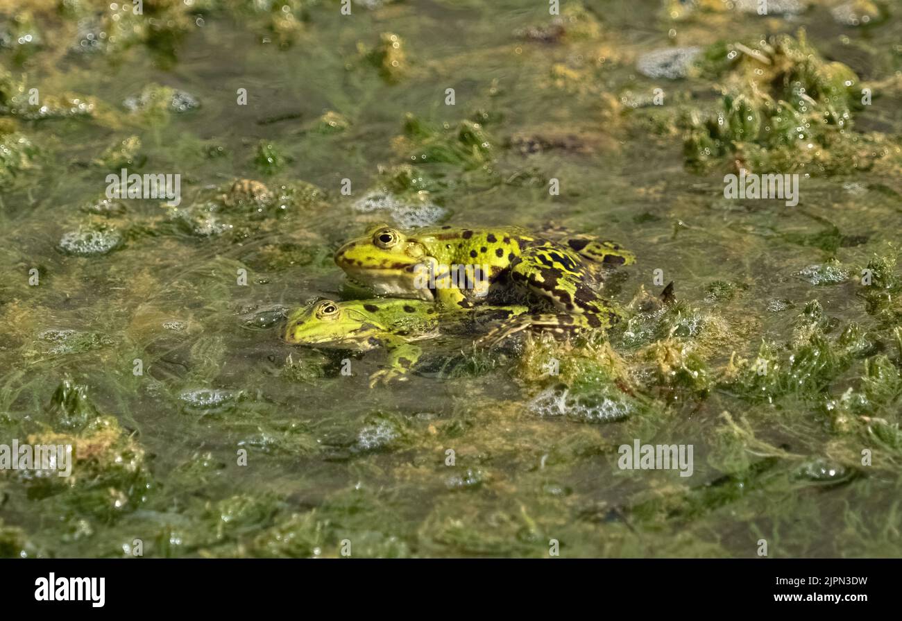 The two green Edible frogs mating in the shallow pond Stock Photo - Alamy