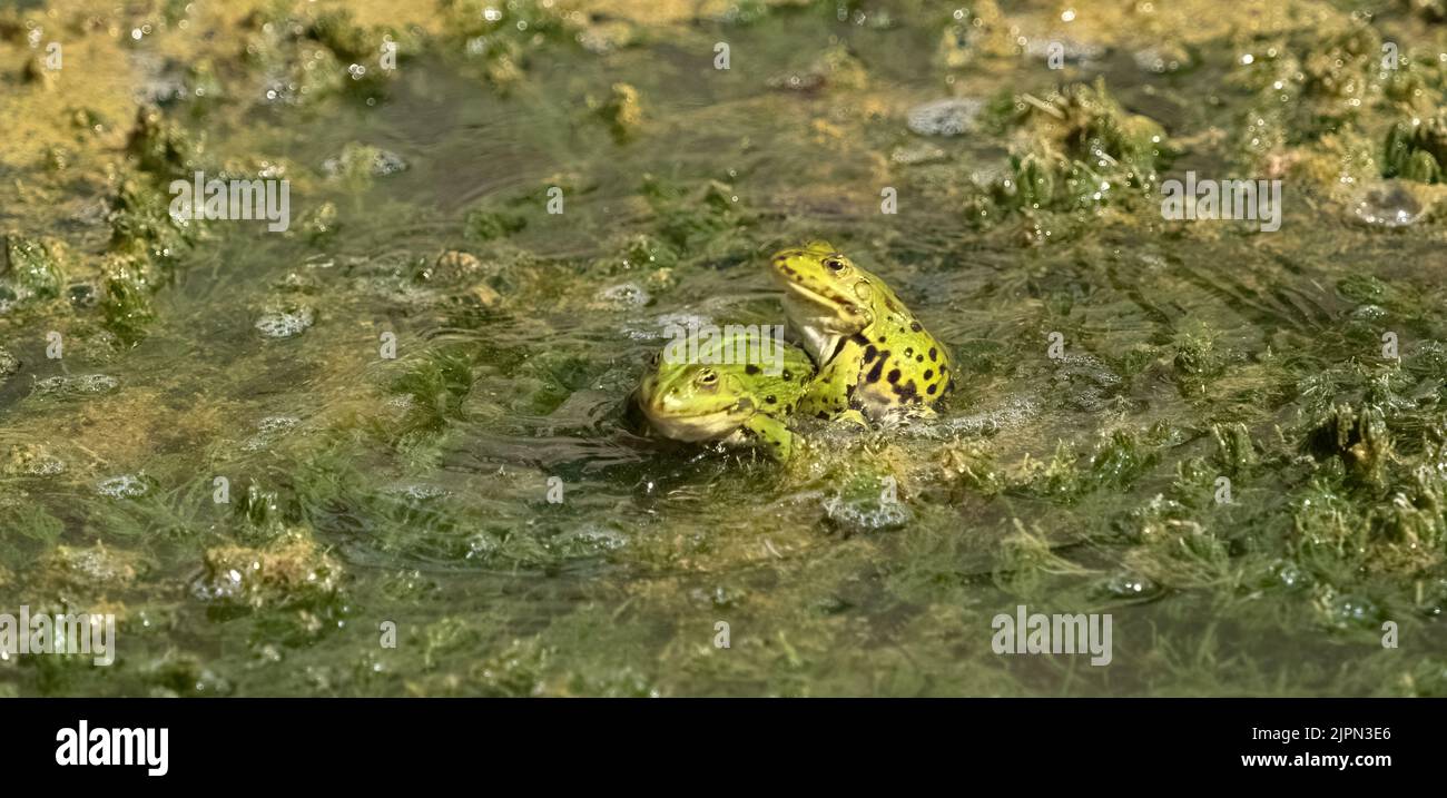 The two green Edible frogs mating in the shallow pond Stock Photo - Alamy