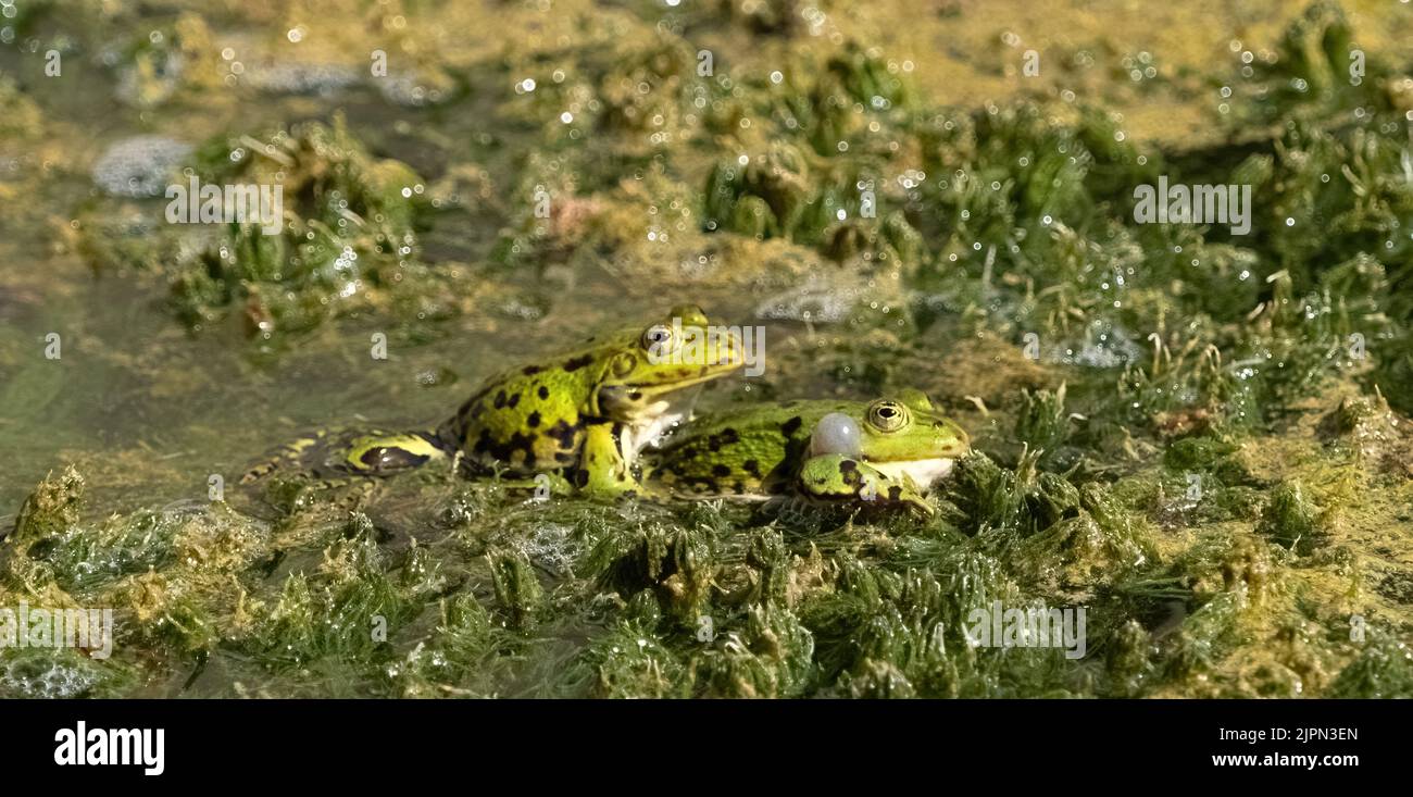The two green Edible frogs mating in the shallow pond Stock Photo - Alamy