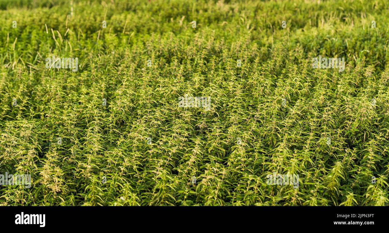 Nettle plants hi-res stock photography and images - Alamy