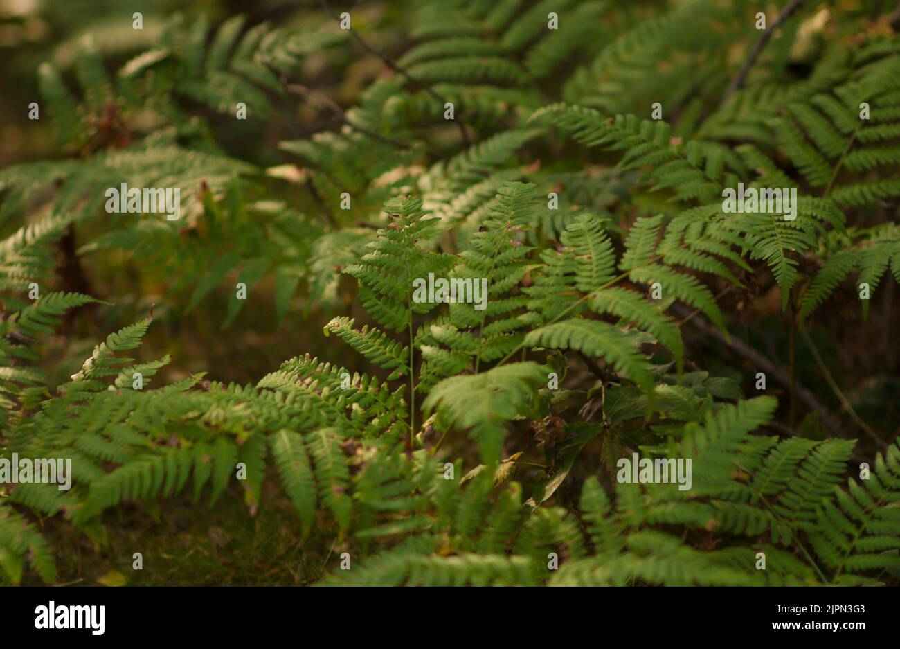 A green field of fern plants Stock Photo - Alamy