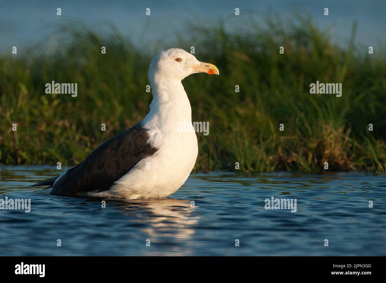 Adult great black backed gull - largest gull in the world Stock Photo ...