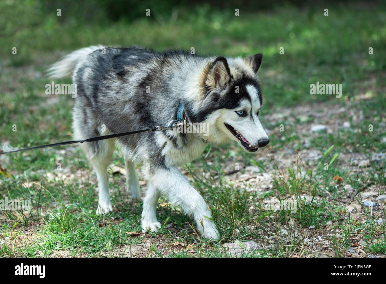 Siberian husky walks in a natural park, close up, outdoor photography ...