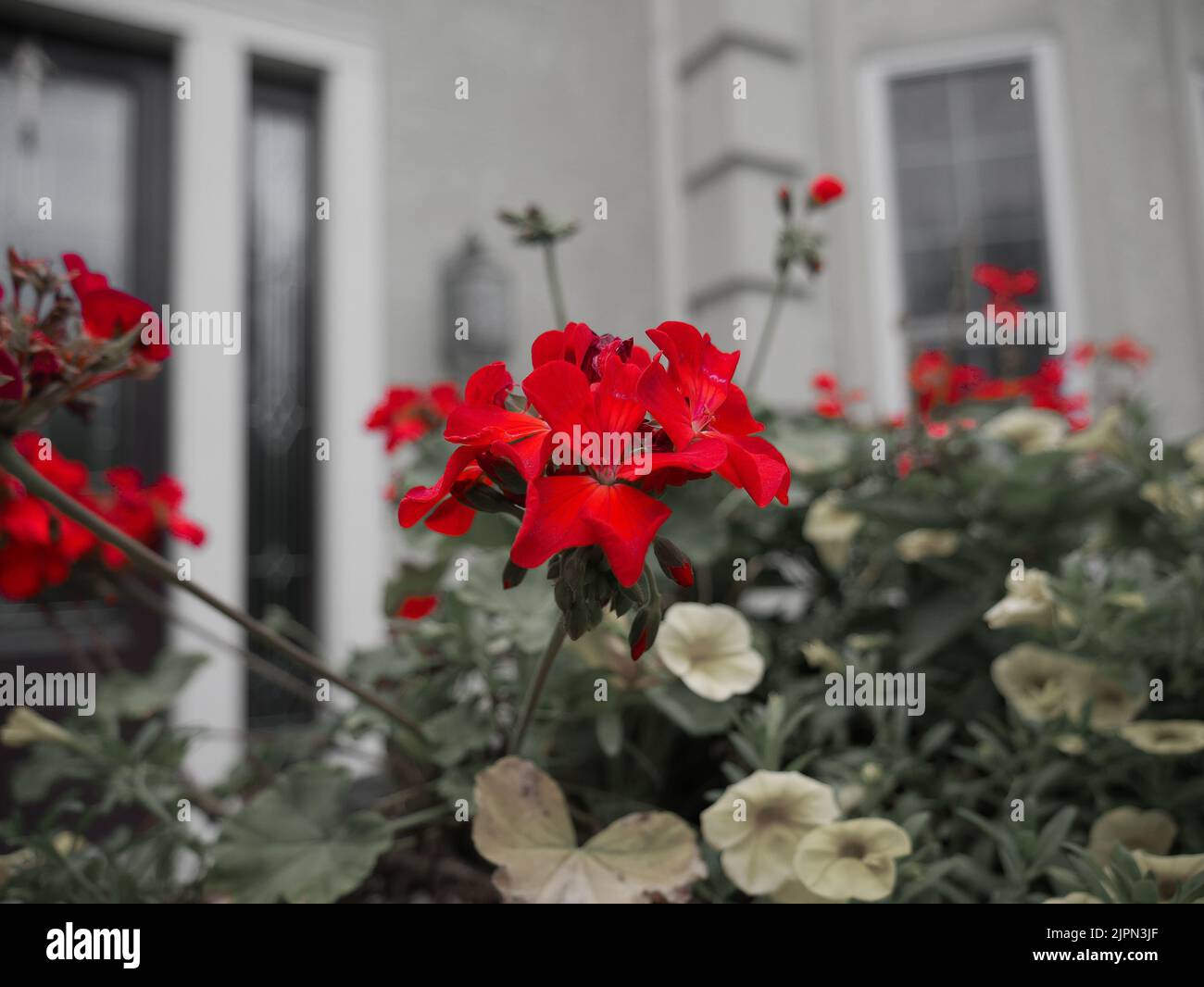 Red pelargonium petals hi-res stock photography and images - Alamy