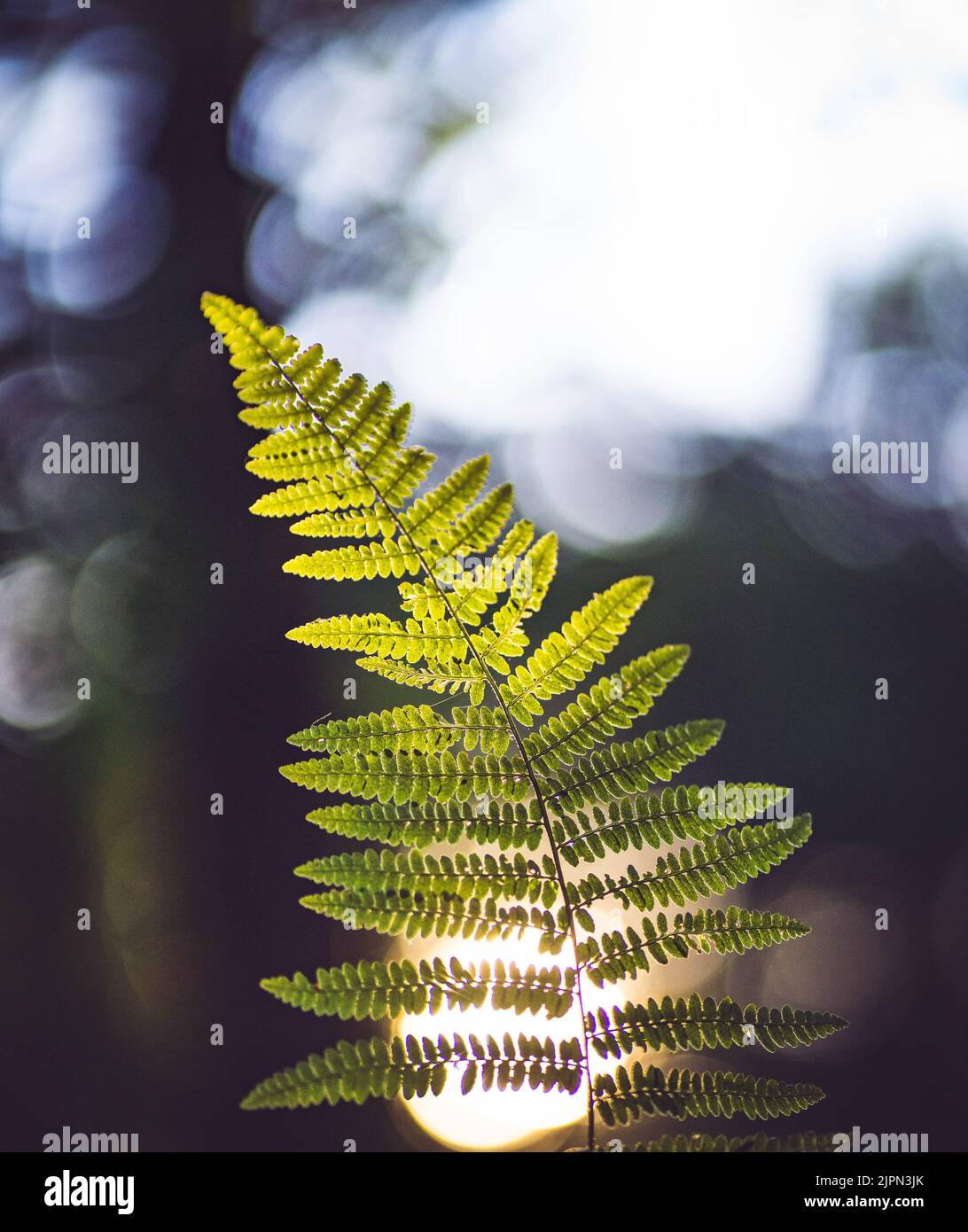 A vertical closeup of a fern plant leaf in front of a bright sun Stock ...