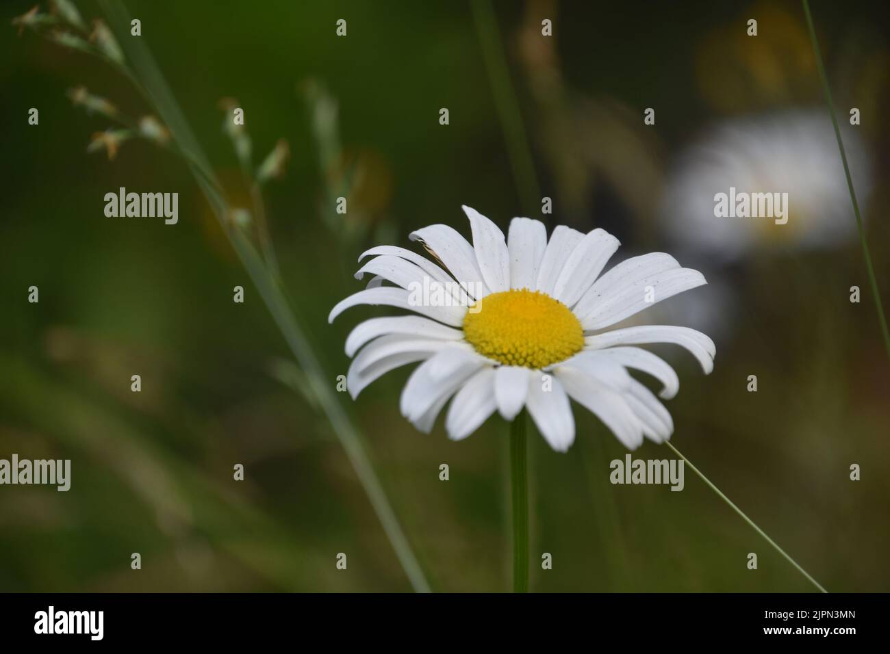 Very pretty wild daisy blooming and flowering in the spring time Stock ...