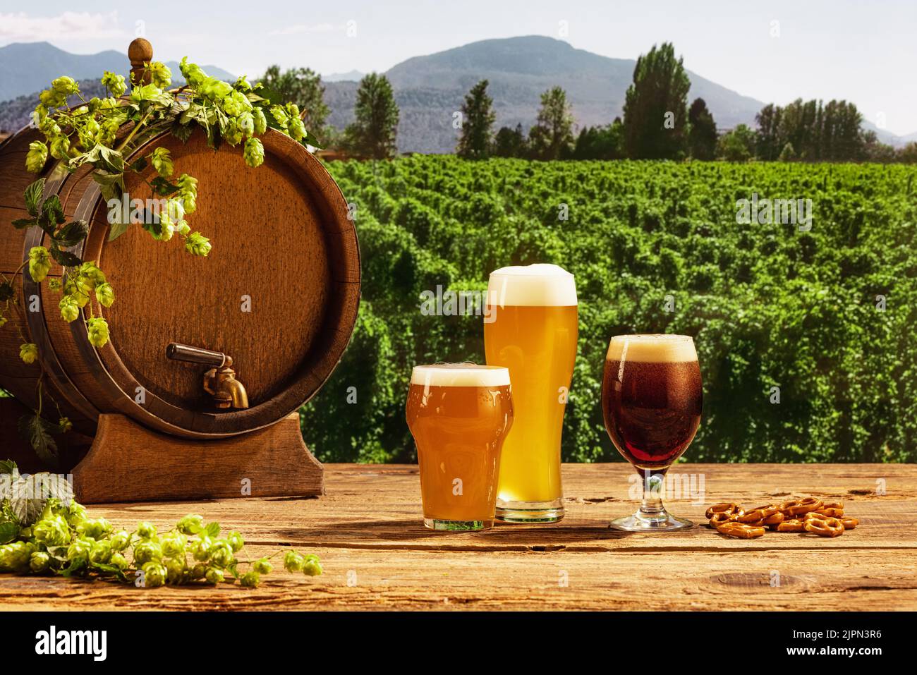 Composition with beer barrel and beer glasses with wheat and hops on ...