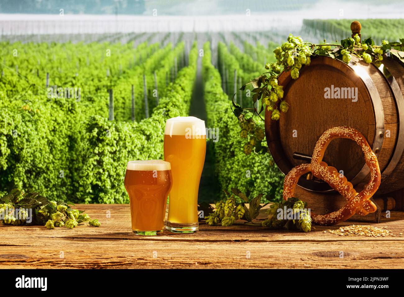 Composition with beer barrel and beer glasses with wheat and hops on ...