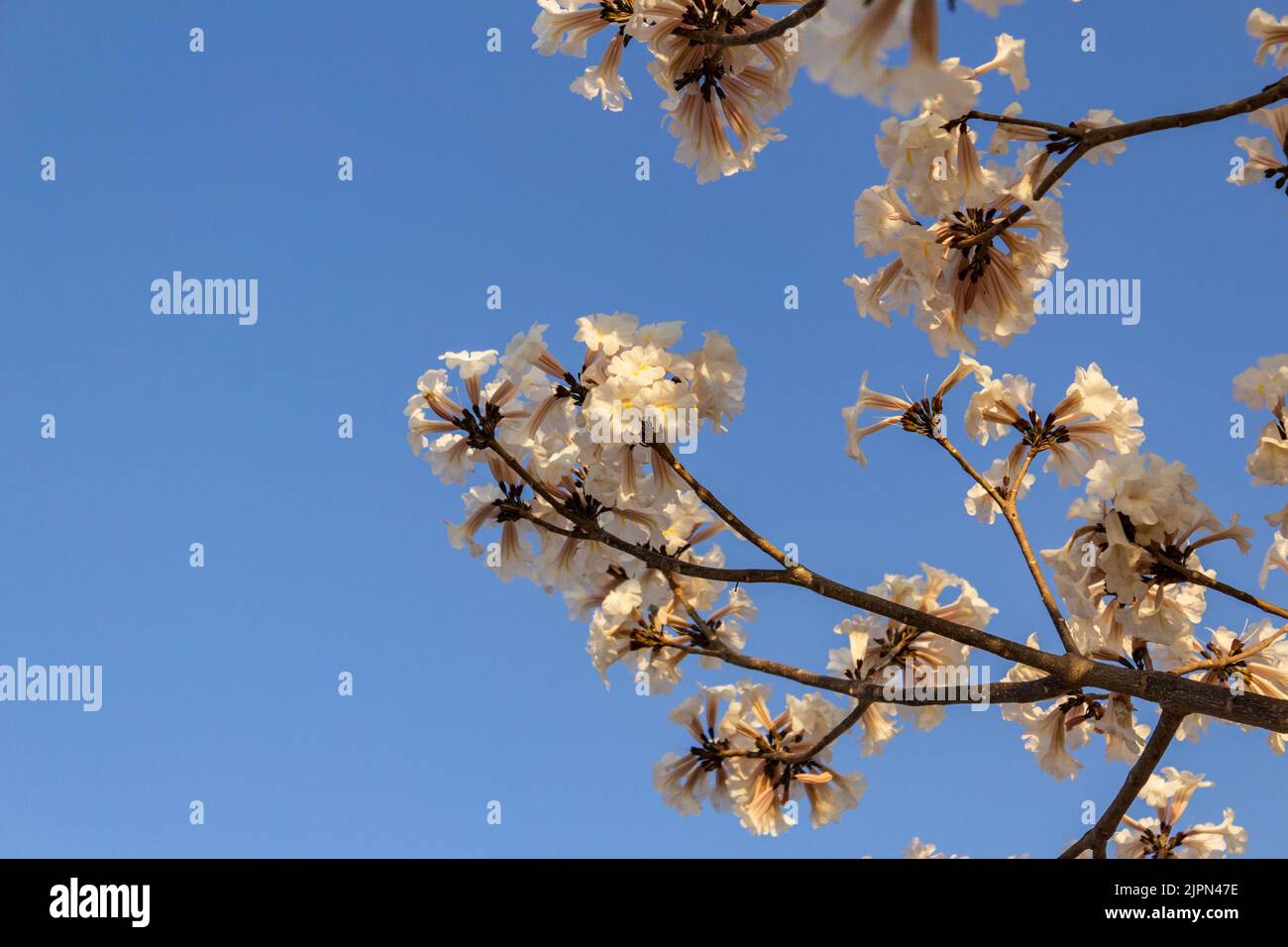 Goiânia, Goias, Brazil – August 18, 2022: Detail of a flowering white ...