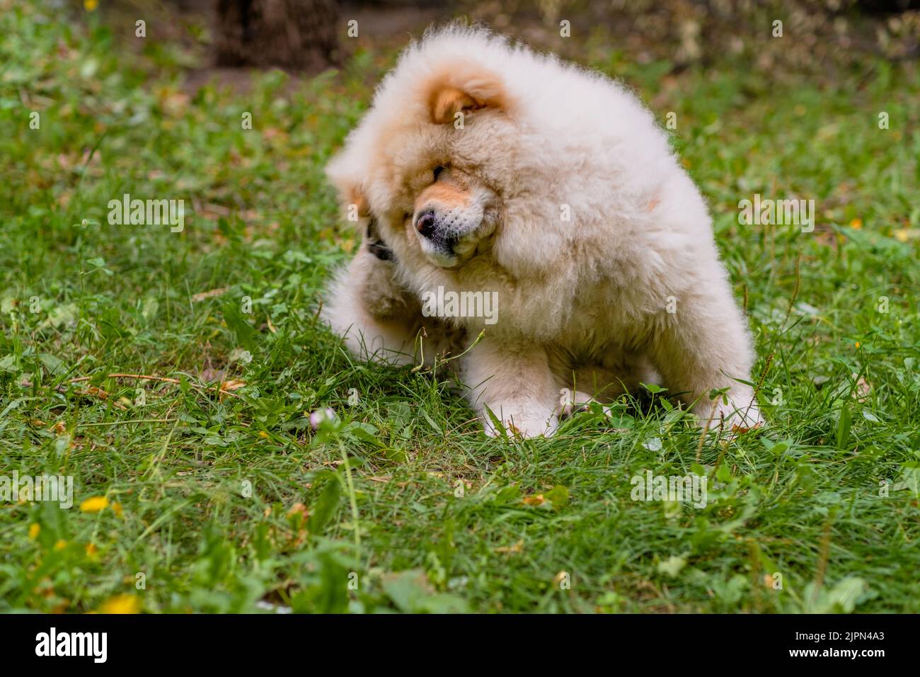 Cute dog of the Chow-chow breed with itching from fleas on a walk on a ...