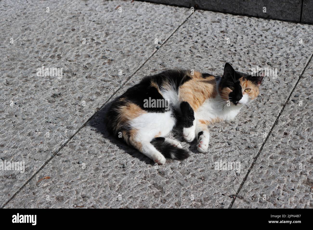 Cat Enjoying Summer, Oslo, Norway Stock Photo - Alamy