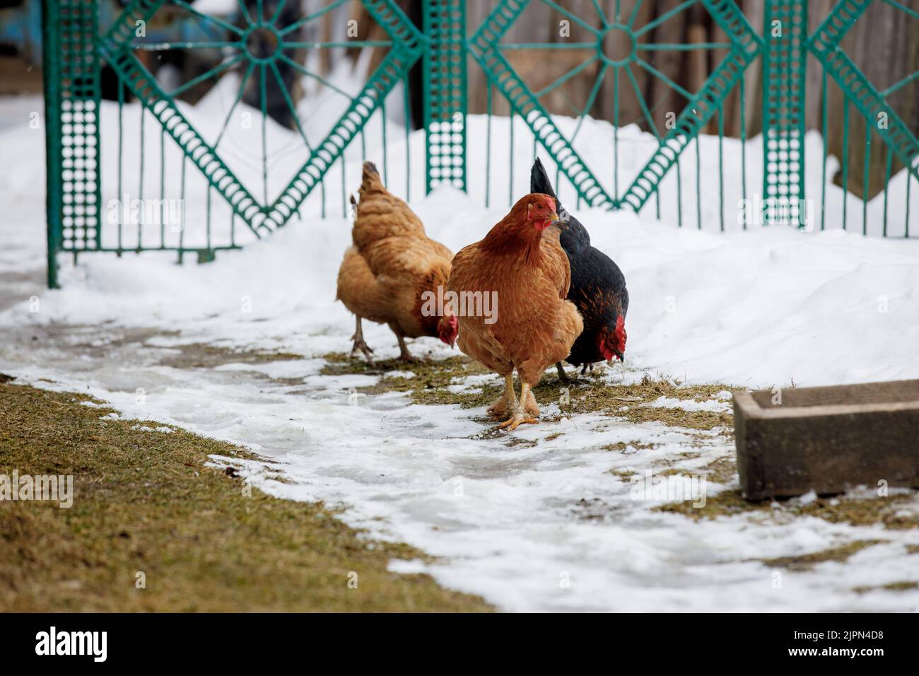 Chicken farm. Rural chicken farm stable with lots of chickens walking ...