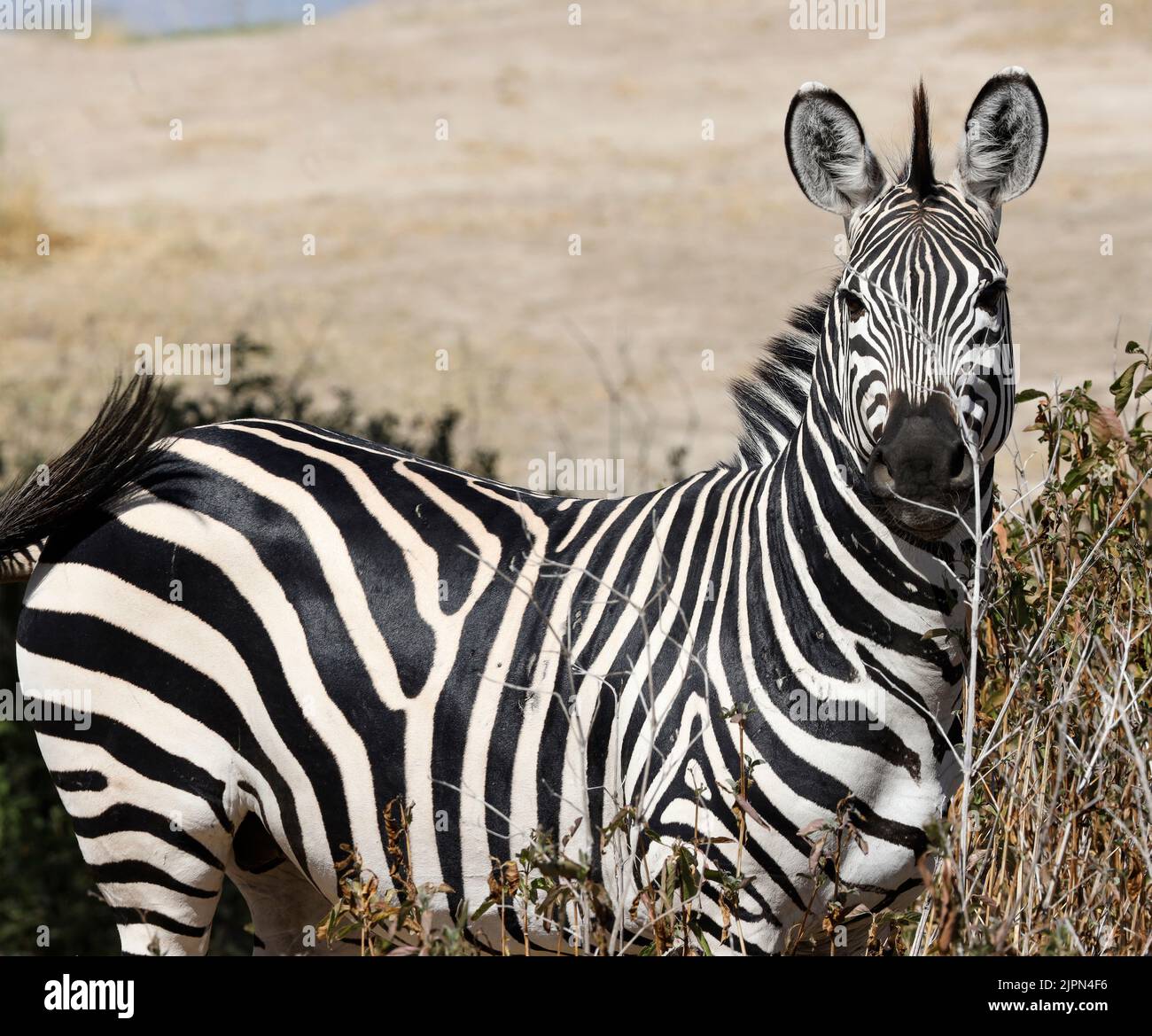 An alert Zebra stallion is always protective of his harem of mares and ...