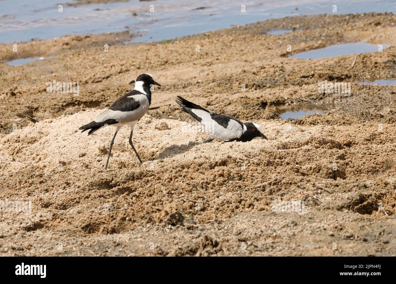 A [air of Blacksmith's Plover prepare a shallow scrape in the sand as ...