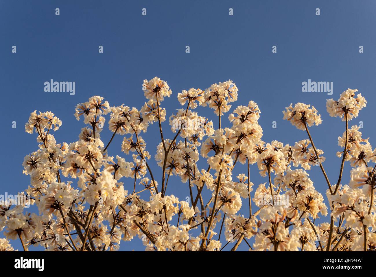 Goiânia, Goias, Brazil – August 18, 2022: Detail of a flowering white ...