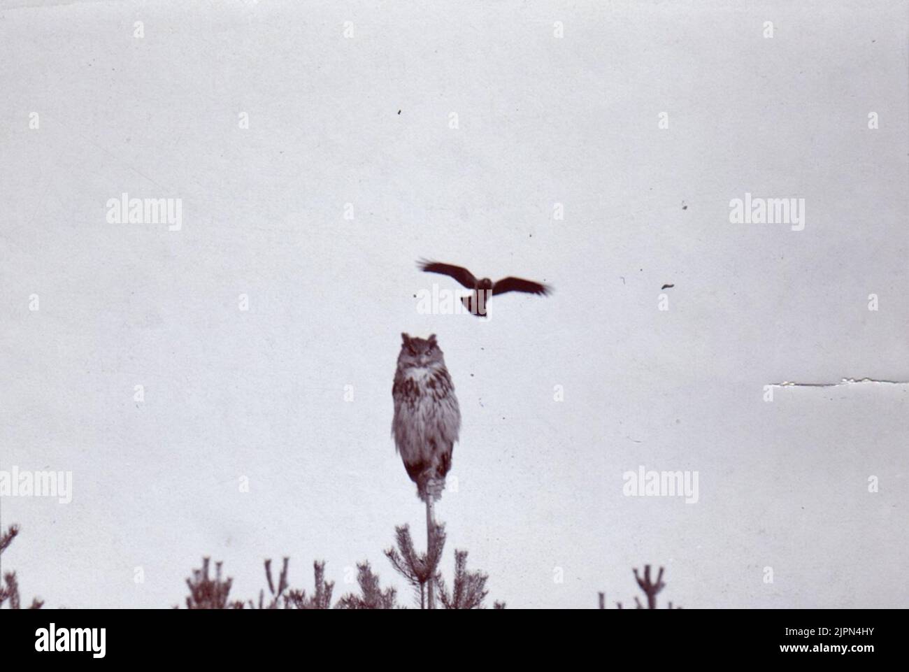 UV and crow, Corvus Corone Cormix. Uv och Kråka, Corvus corone cormix ...