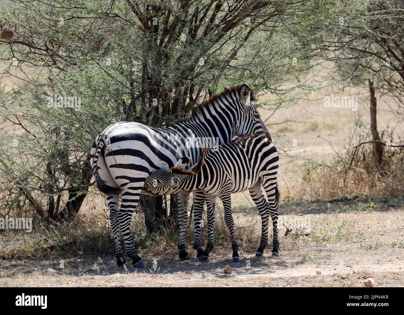 A Zebra mare stands patiently whilst her foal suckles. The unique ...