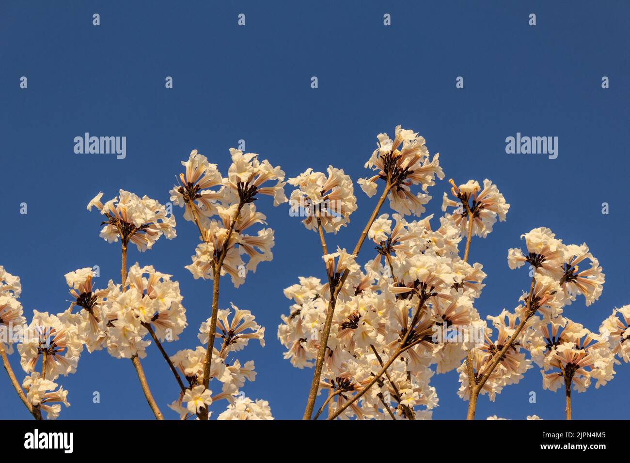 Goiânia, Goias, Brazil – August 18, 2022: Detail of a flowering white ...