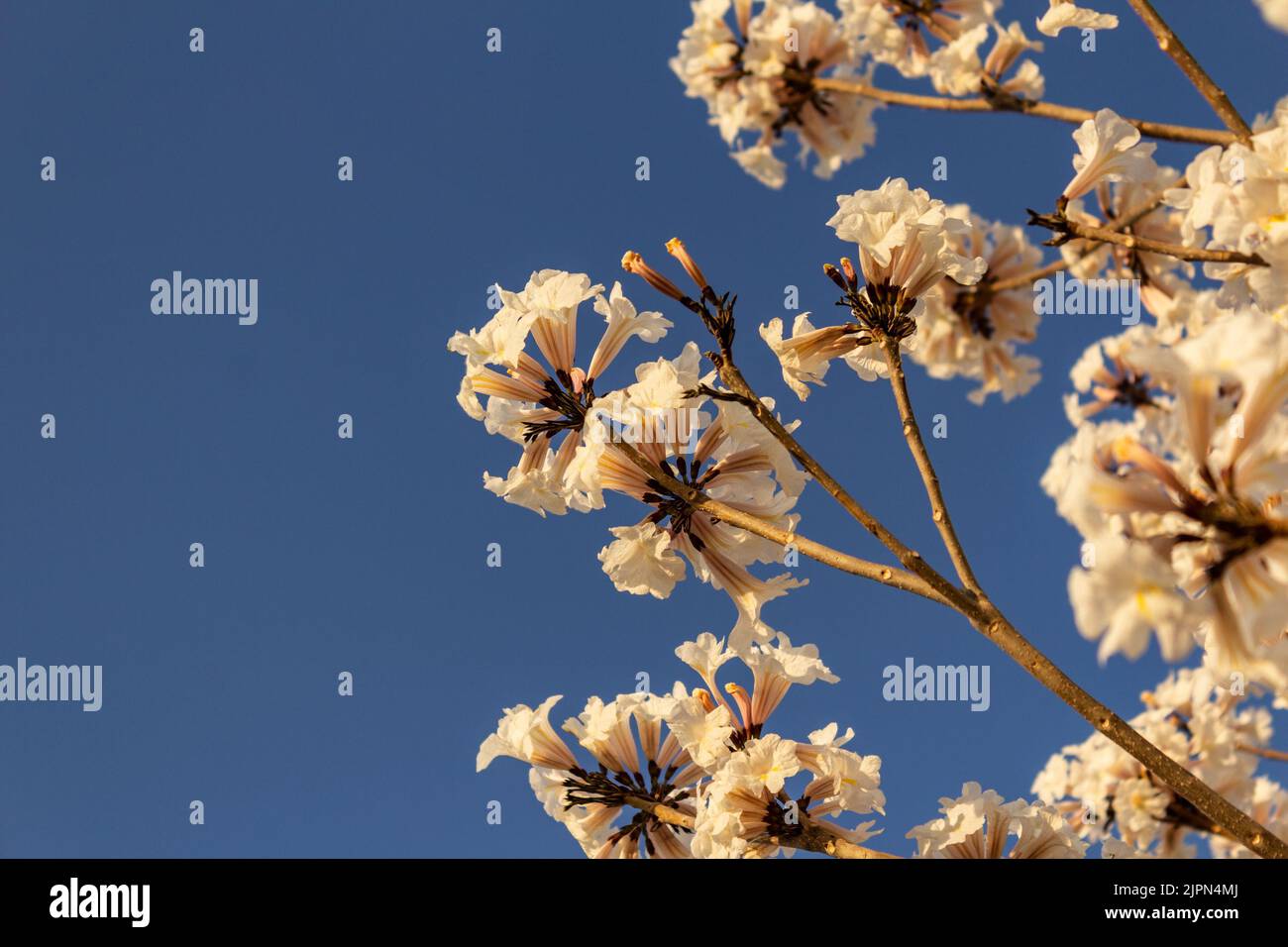Goiânia, Goias, Brazil – August 18, 2022: Detail of a flowering white ...