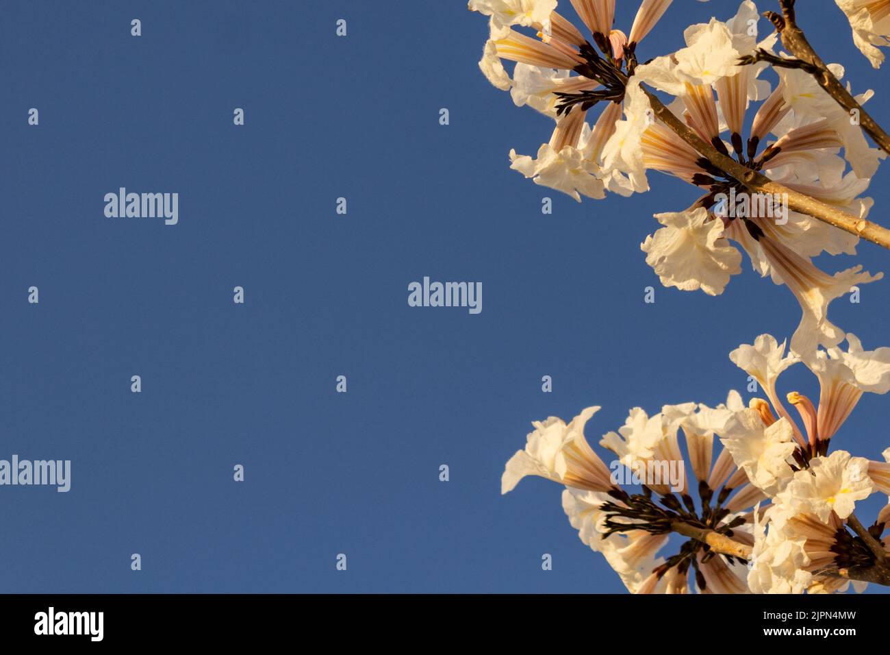 Goiânia, Goias, Brazil – August 18, 2022: Detail of a flowering white ...