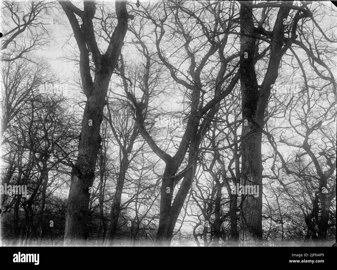 Bird's nest on open branch, Kaja Corvus Monedula May 3, 1906 Fågelbo på ...
